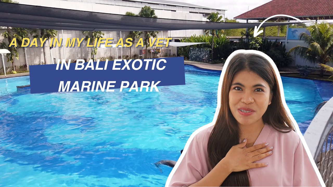 A day in my life as a Vet in Bali Exotic Marine Park! - YouTube