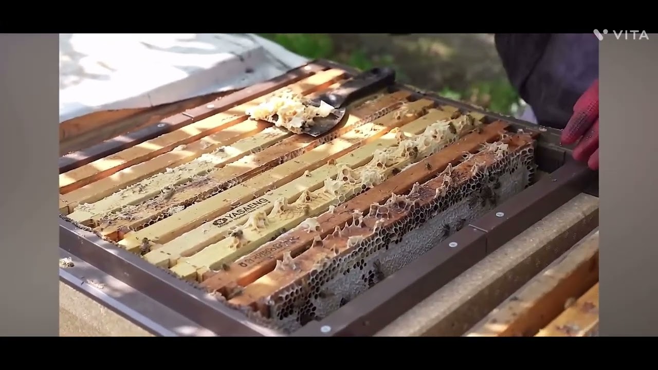 History of the Korean Beekeeping Industry - YouTube
