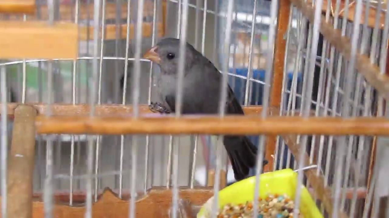 Vene Pico Plat Ole Male - YouTube