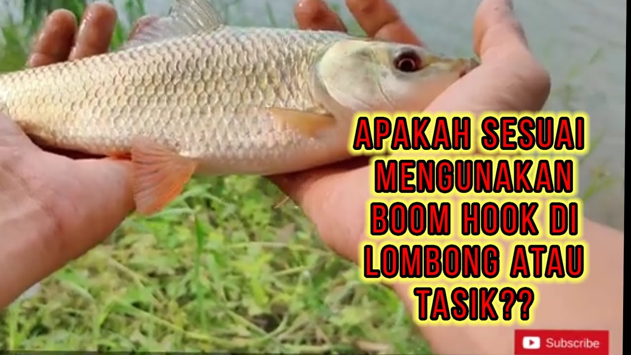mancing ikan lampam jawa dan rohu di lombong paya indah dengkil ...