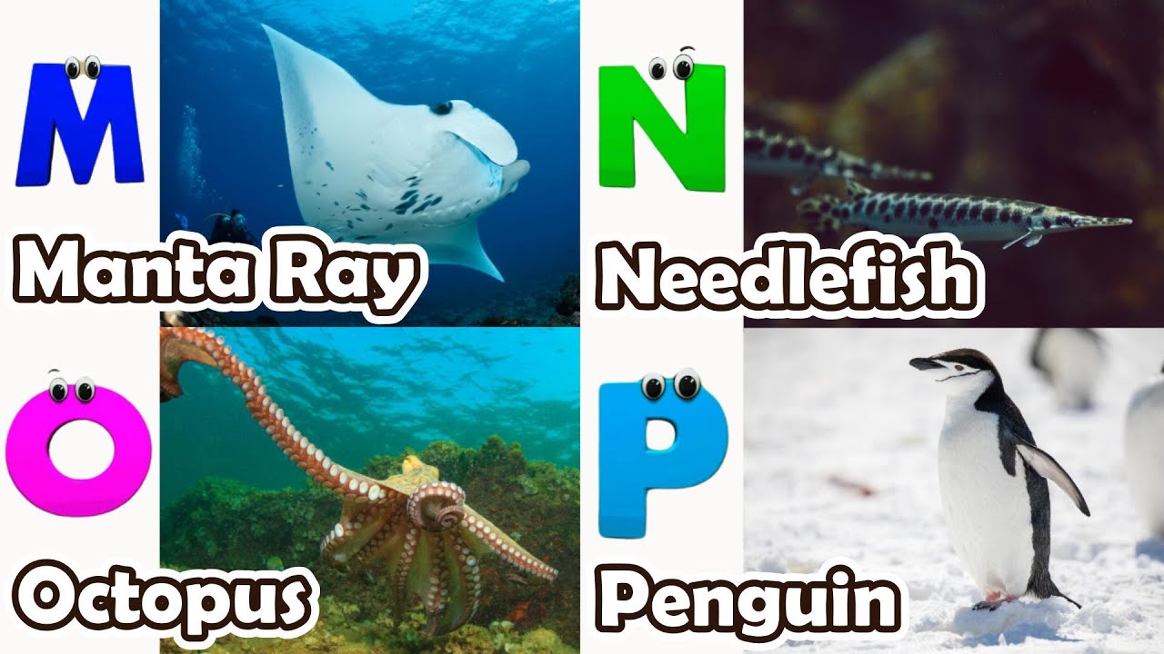 ABC Sea Animals song | Learn Alphabets | English and Animals for Kids ...