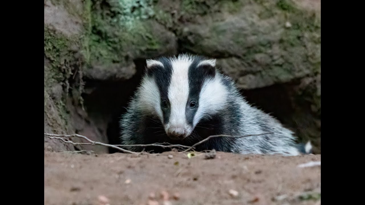 The Badger - The British Mammal Guide - YouTube