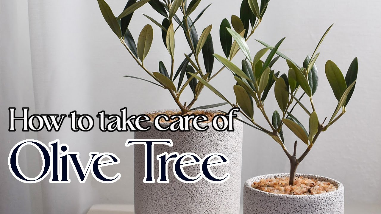 How to care for Olive Trees - YouTube