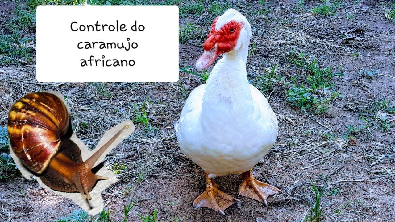 🔴 Vejam! Pato Comendo Caramujo-Africano - YouTube