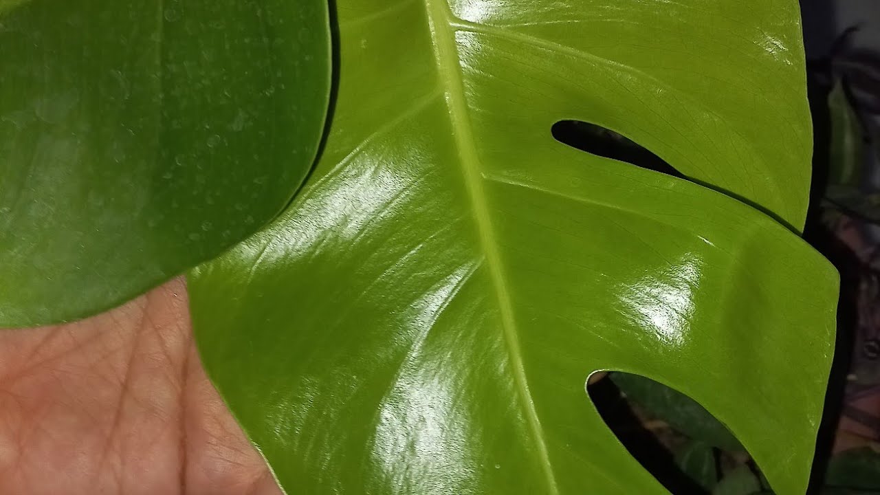 How to care Monstera Cut leaves plant philondron family ...
