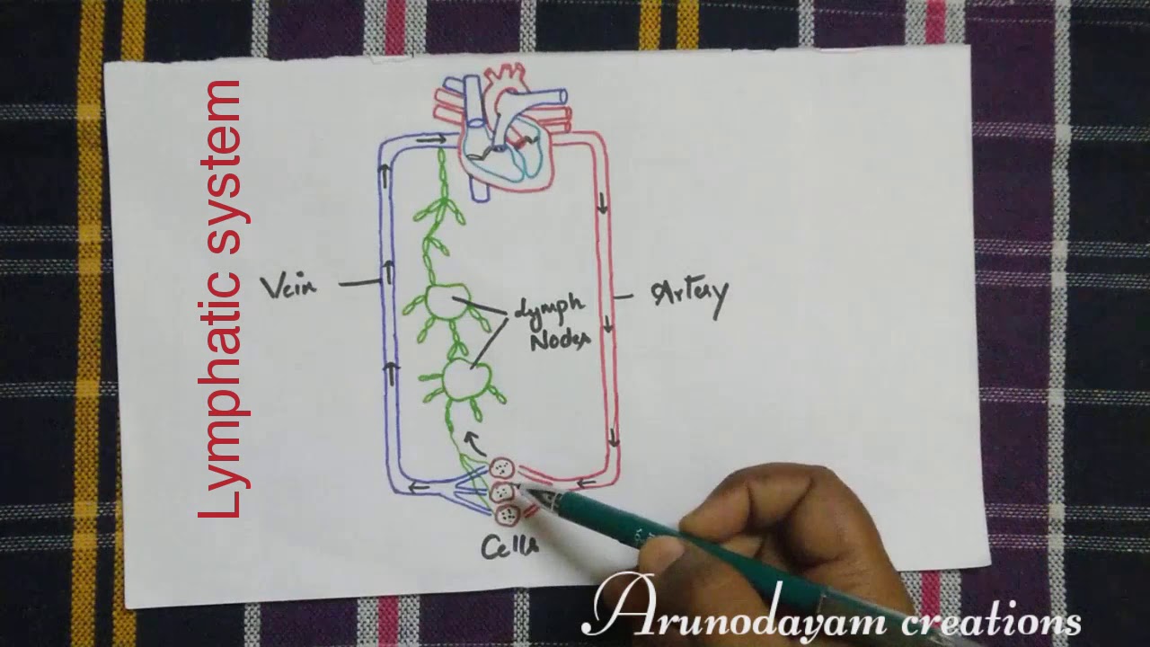 Lymphatic system overview in -class 10 biology - YouTube