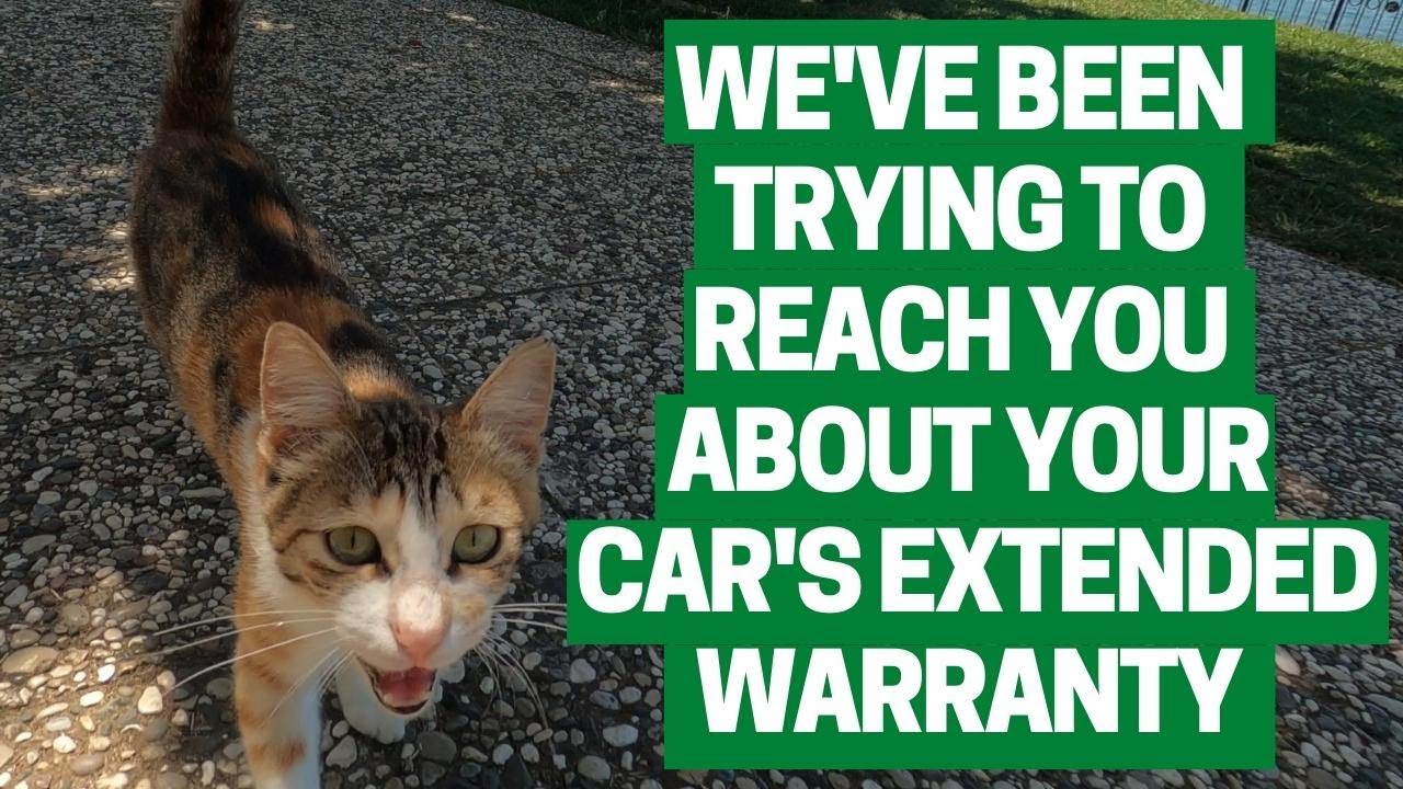 Stray Cat Following Me for a Reason - She Didn't Stop Until Getting ...