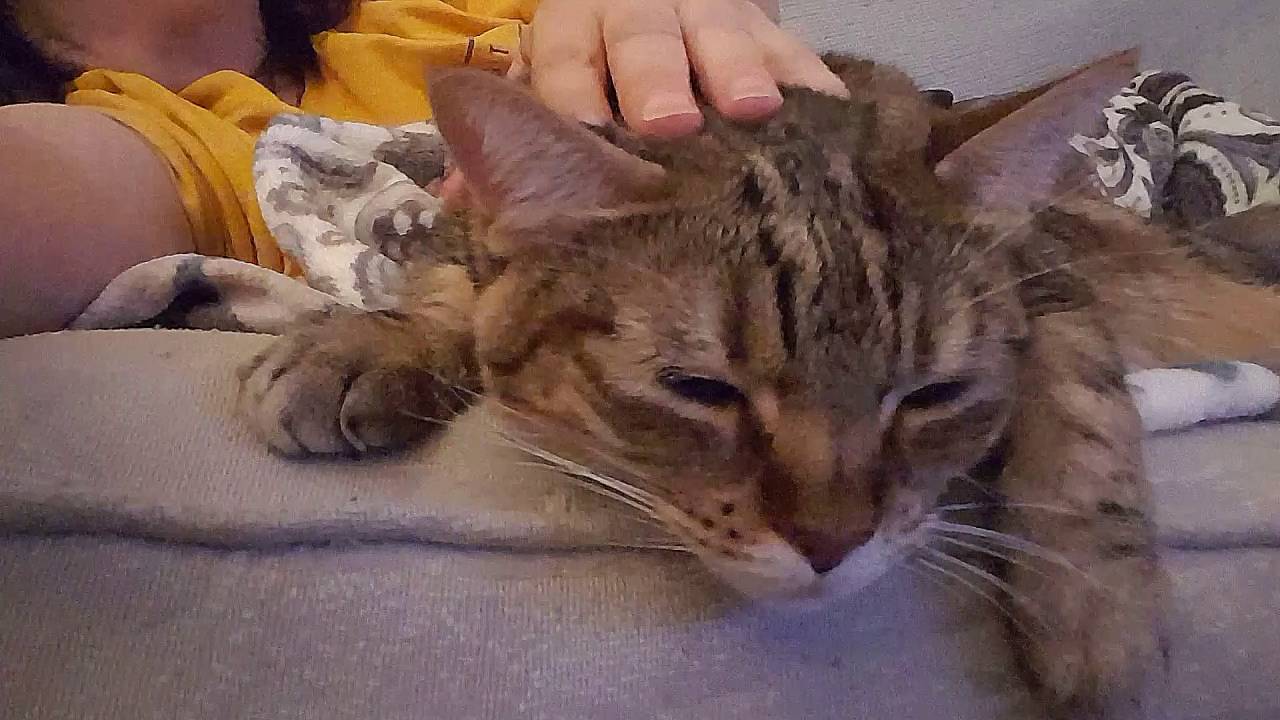 My Beautiful Cat - Jamie - YouTube