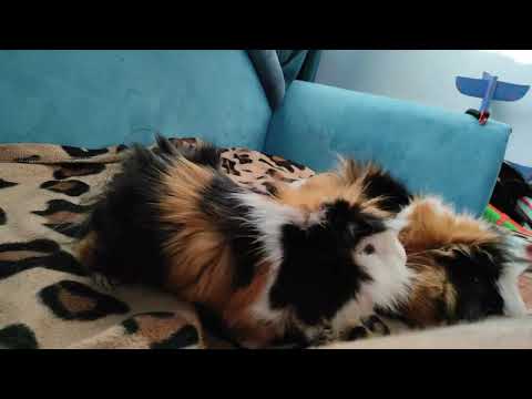 Popcorning swinki morskiej