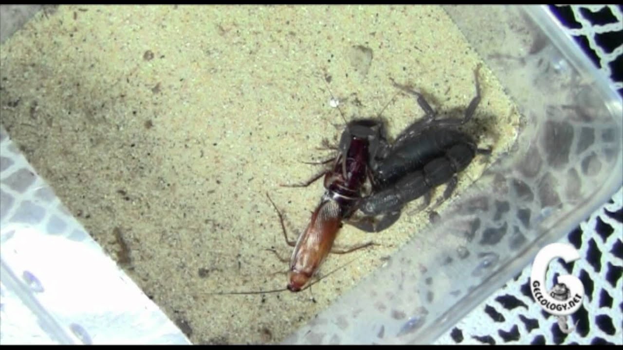 Tarantula and scorpion feeding - YouTube