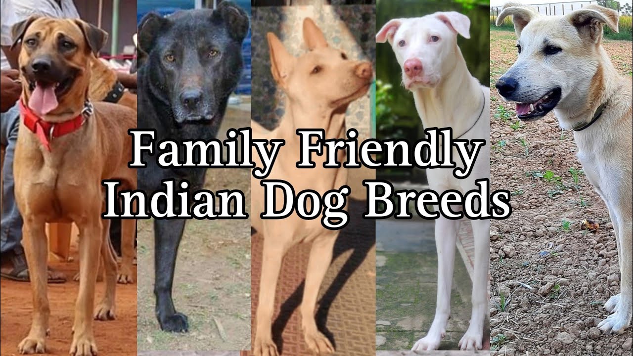 Top 5 family dog breeds | Indian dog breeds | Family friendly indian ...