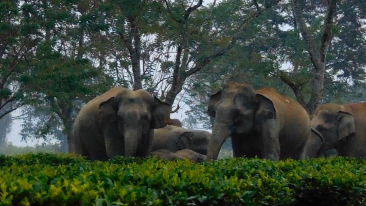 Morning Elephants Herd In Tea Garden || Life Of The Wildlife || - YouTube