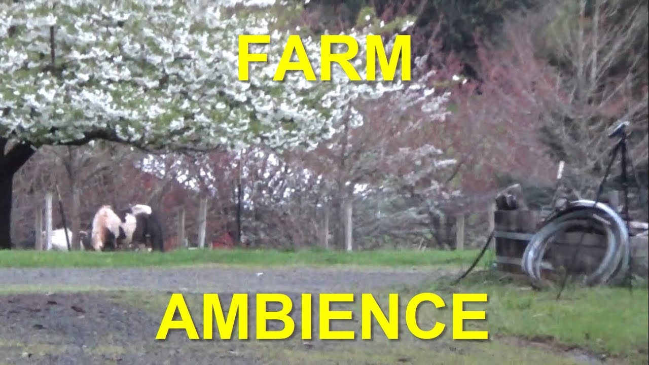Farm Ambience - YouTube