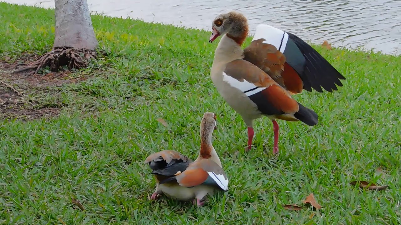 Egyptian Geese couple mating / Pareja de Ganzo Egipcio apareando - YouTube