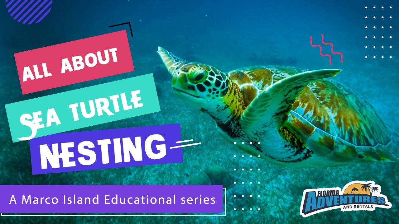Sea Turtle Nesting On Marco Island - Facts & how can you help ensure a ...