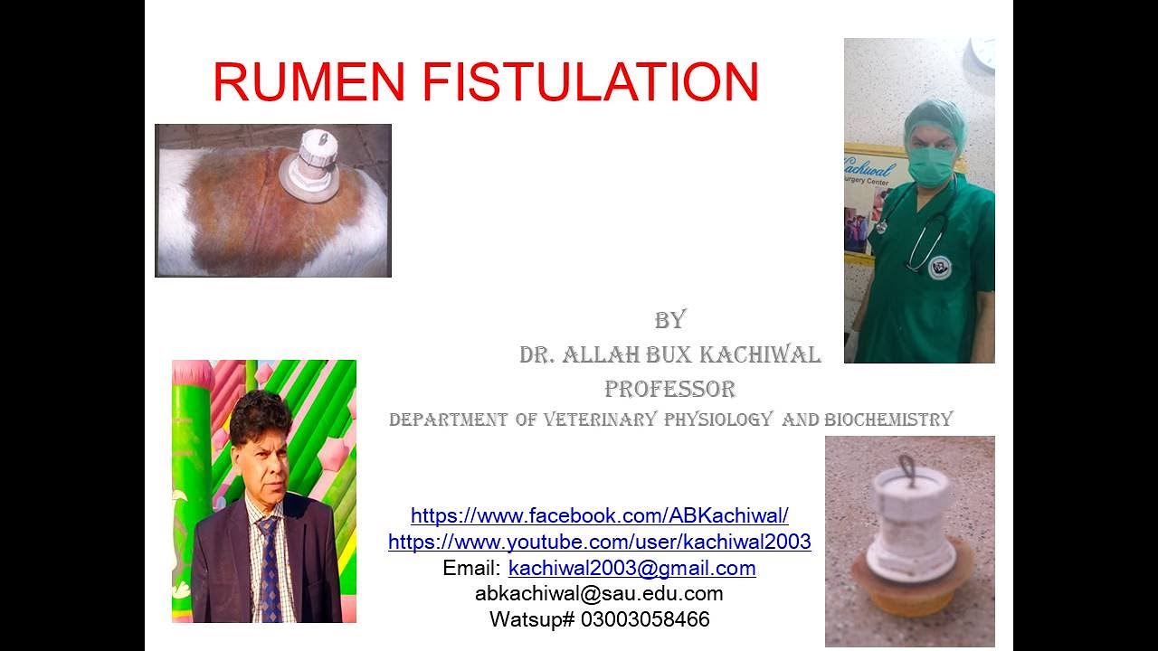 Rumen Fistulation - YouTube