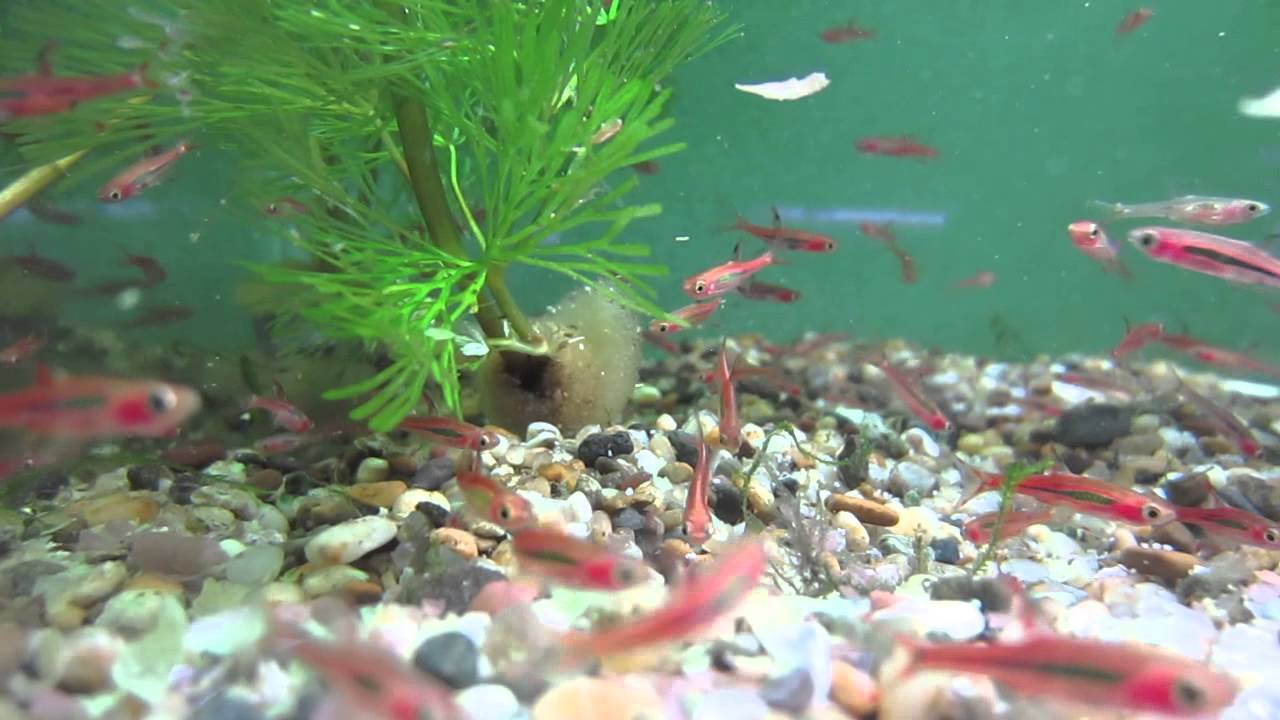 Mosquito Rasboras Boraras brigittae (@Fantasy Aquatic) - YouTube