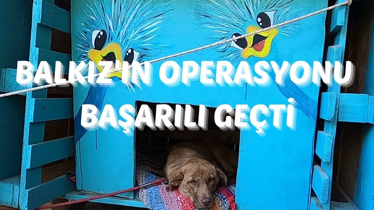 BALKIZ'IN OPERASYONU BAŞARILI GEÇTİ - YouTube