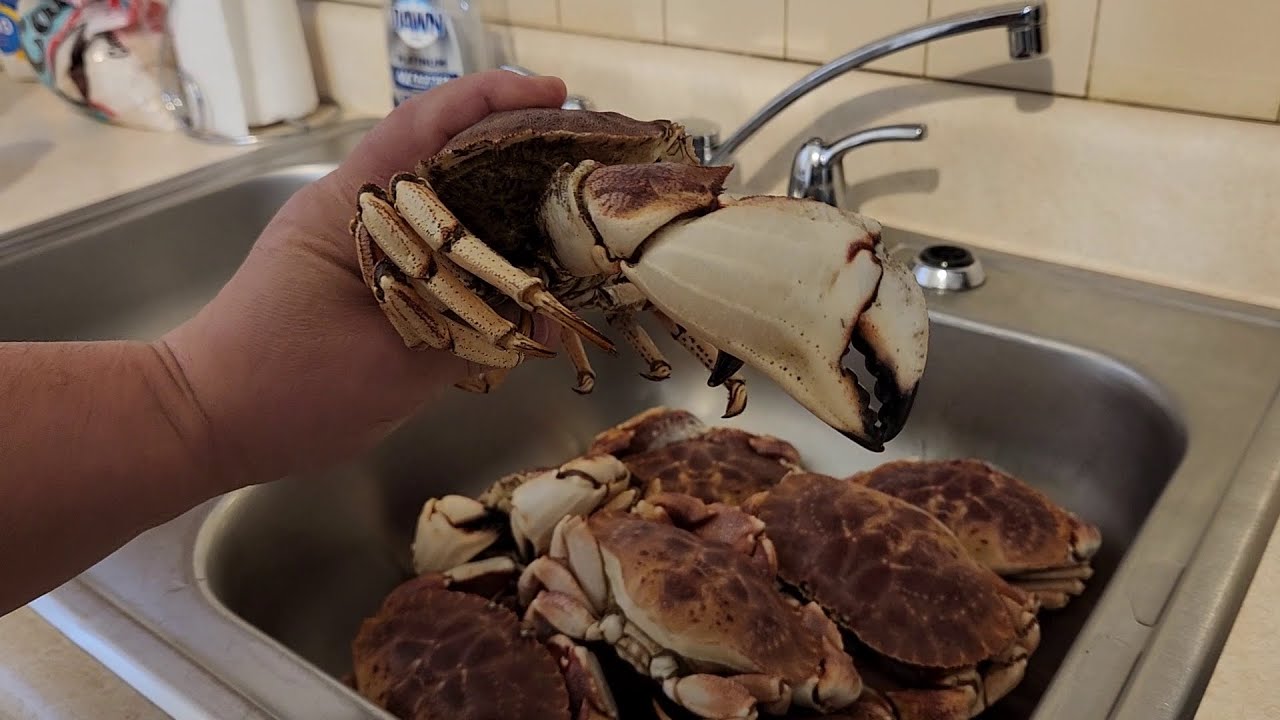 How to cook ROCK CRABS with my special recipe #rockcrabs #cooking # ...