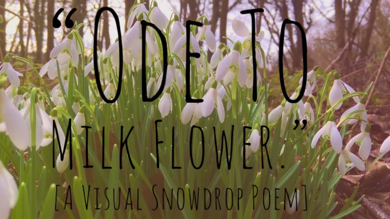 🌸💚 Visual Poetry That Rhymes - Nature | Snowdrops [Winter Flower] Poem ...