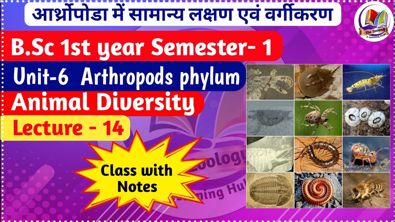 ARTHROPODA GENERAL CHARACTERISTICS AND CLASSIFICATION || ARTHROPODA ...