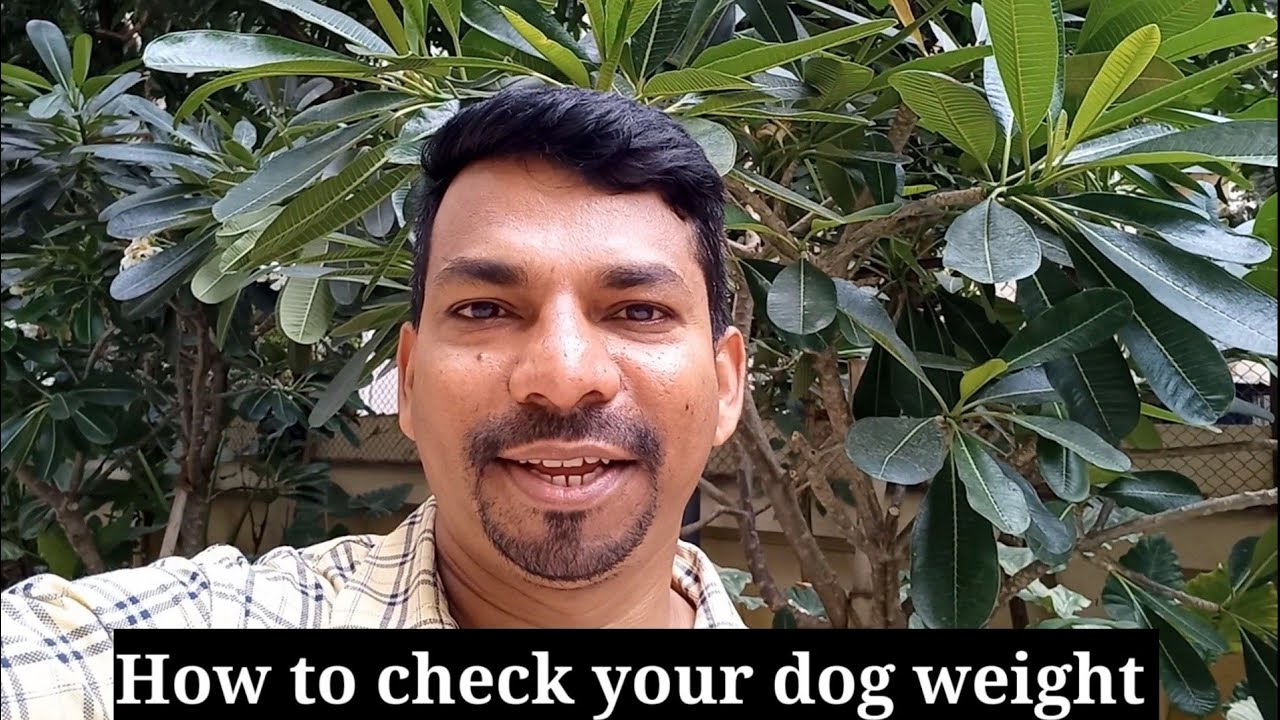 How To Check Your Dog Weight YouTube how-to-check-your-dog-weight-youtube