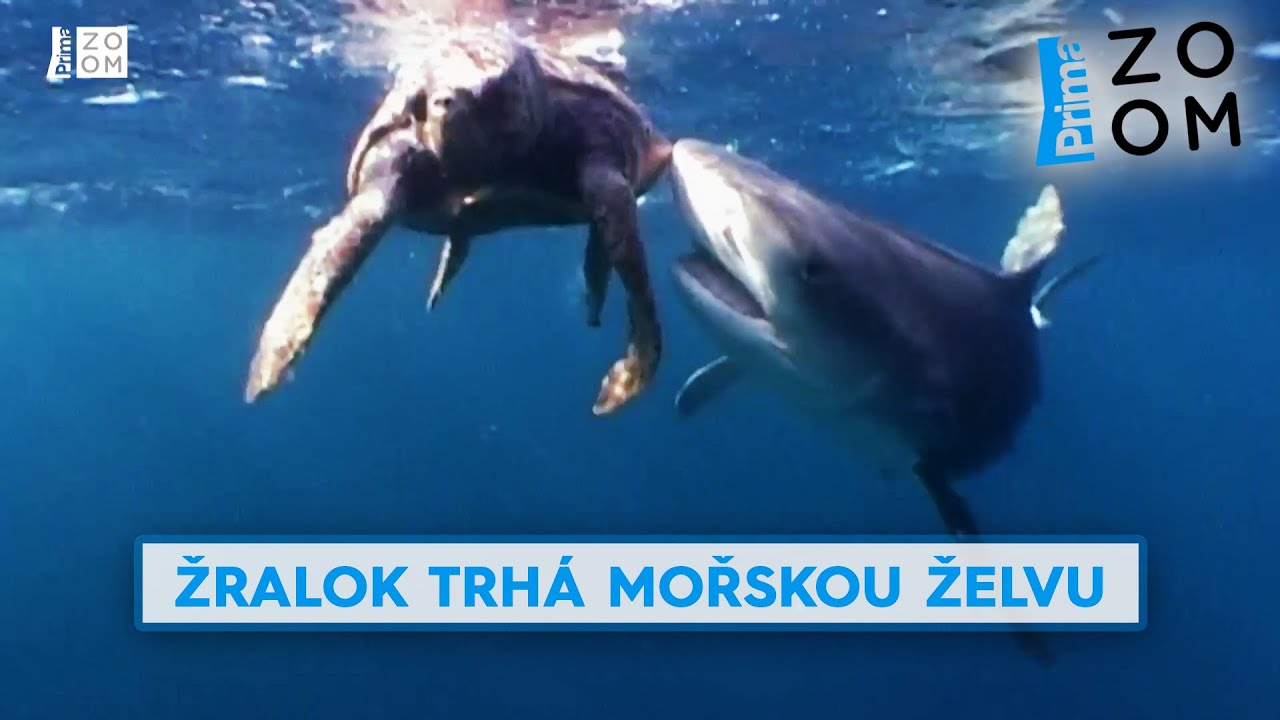 Žralok tygří je dokonalý zabiják a sežere cokoliv. Podívejte se, jak ...