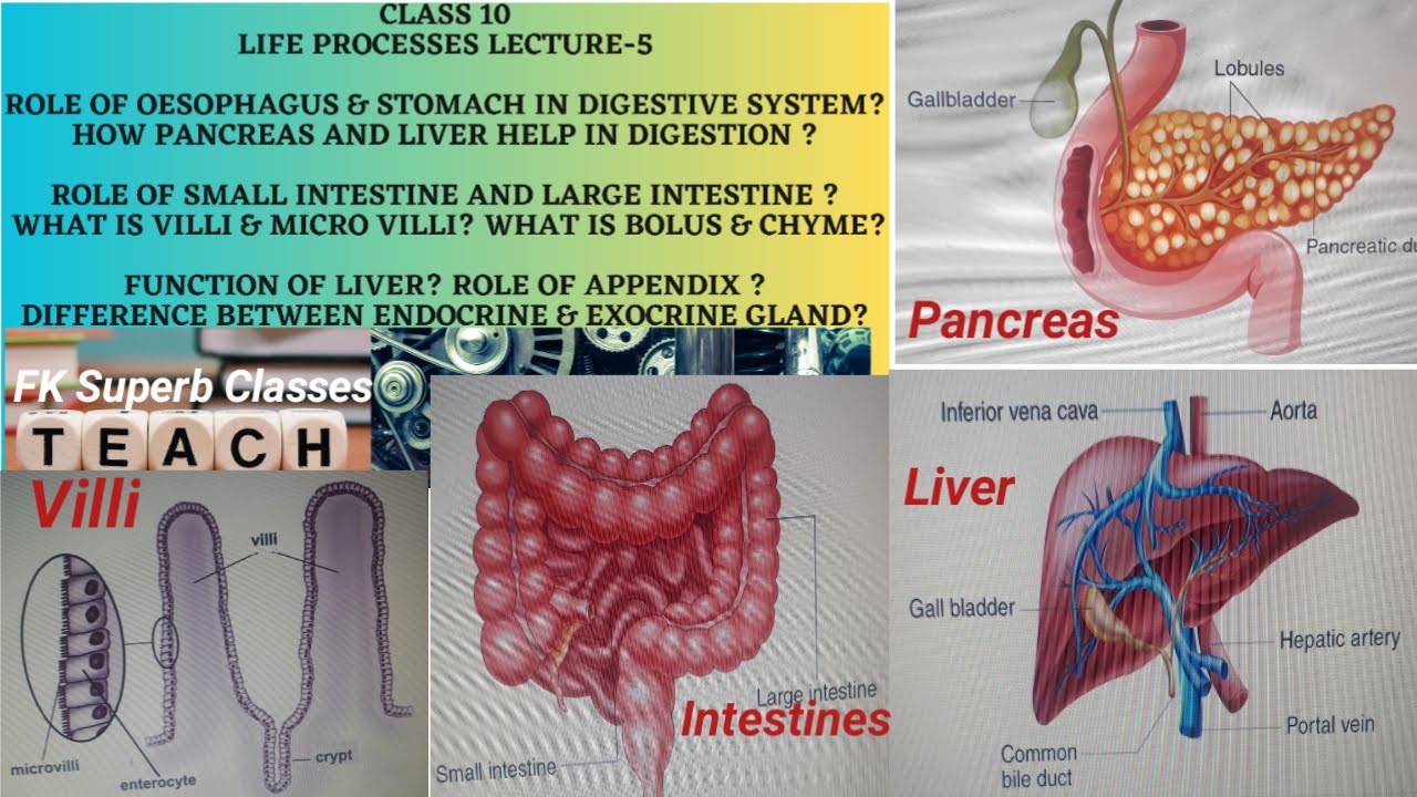 Life Processes | Class 10 Science Biology | Part 5 Physiology of ...