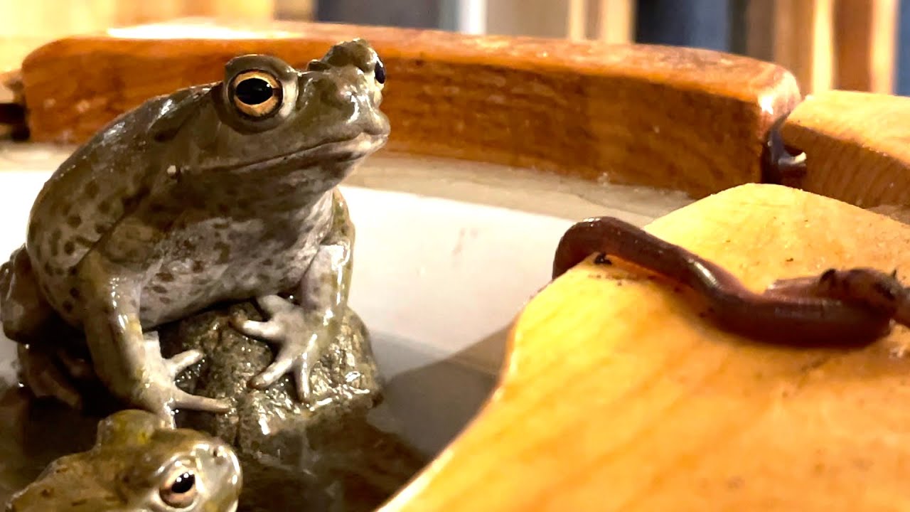 Psychedelic Toad Medicine with Alvarius Research - YouTube