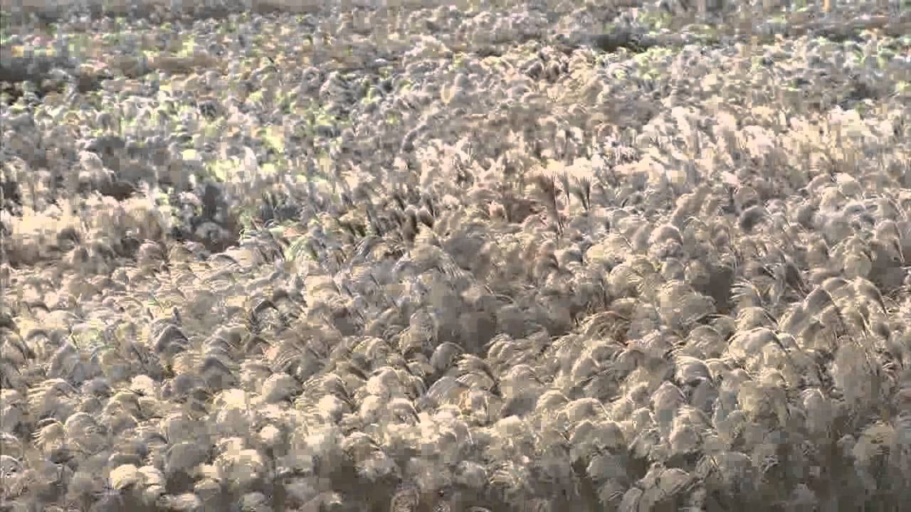 Reed field in South Korea - YouTube