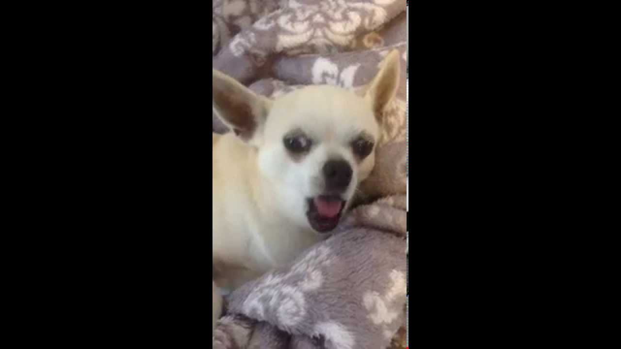 chihuahua howling - YouTube