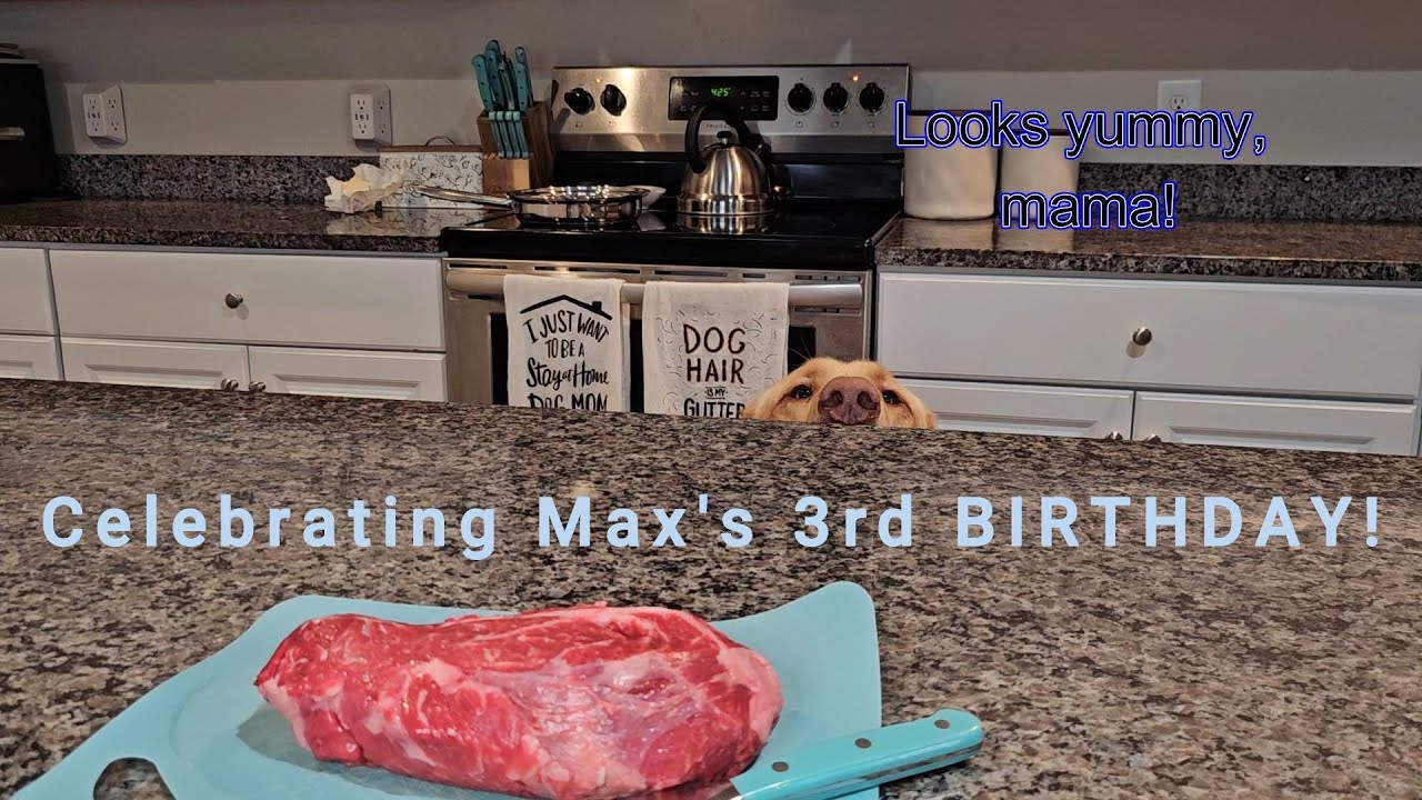 Celebrating Max's birthday and bake with me! #dogparty #germanshepherds ...