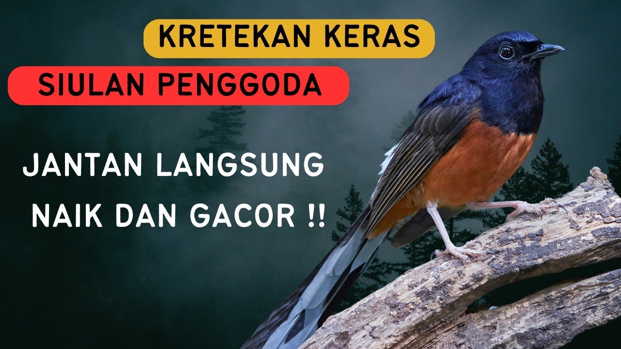 KRETEKAN MURAI BATU BETINA PALING JOSS!! AMPUH BUAT PANCINGAN MURAI ...