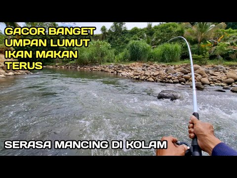 Pas Lagi Gacor Gacornya Mancing Pake Umpan Lumut Ikanya Makan Terus #LM03