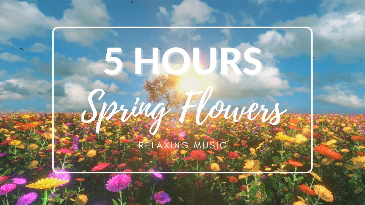 5 HOURS Spring Flower Field with Butterflies & Relaxing Music - YouTube