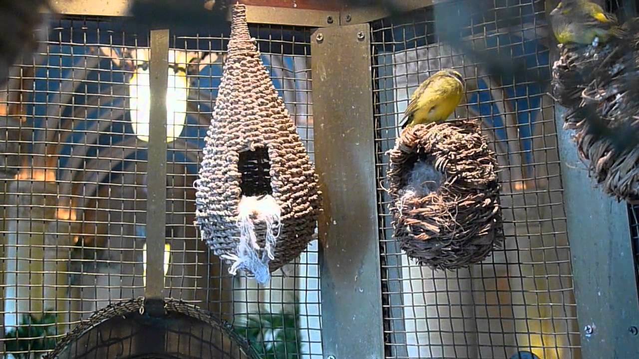 Bird Cage at the Miami Biltmore Hotel - YouTube