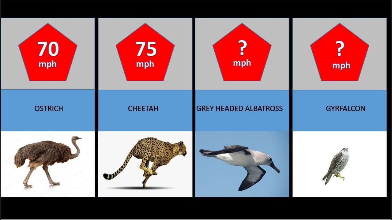 Animal speed - comparison - YouTube