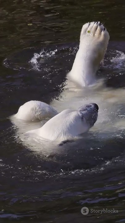 Polar Bears: The Giants of the Arctic! - YouTube