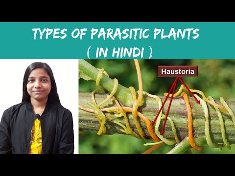 Total Stem Parasite | Total Root Parasite | Partial Stem Parasite ...
