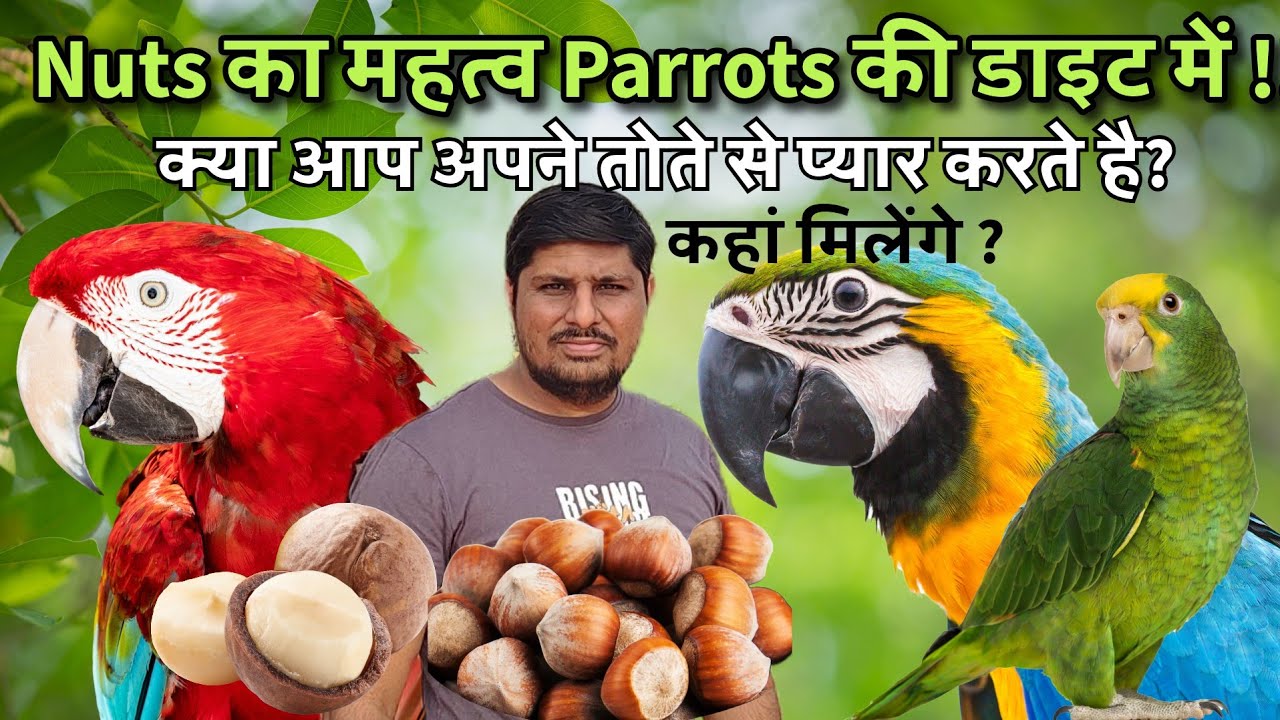 Big Parrot Diets and Nuts | Importance of Different Nuts in Diet ...