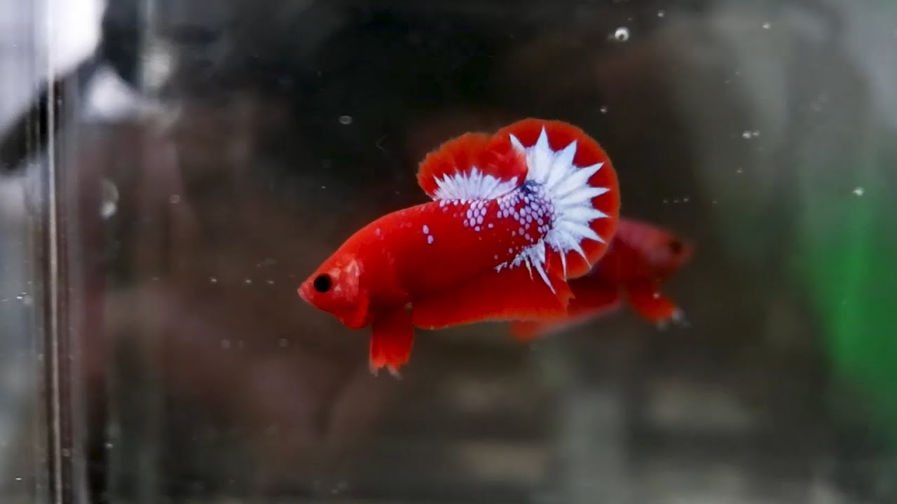HellBoy Star Tail | Red Fancy - Amazing Tail | Vietnam Hellboy - YouTube