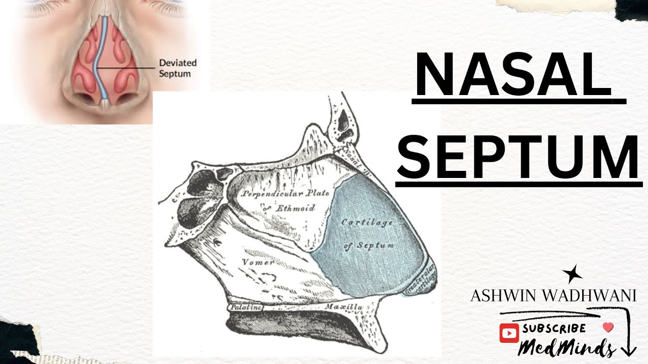 Nasal Septum Anatomy Blood Supply and Nerve Supply with Applied Anatomy ...