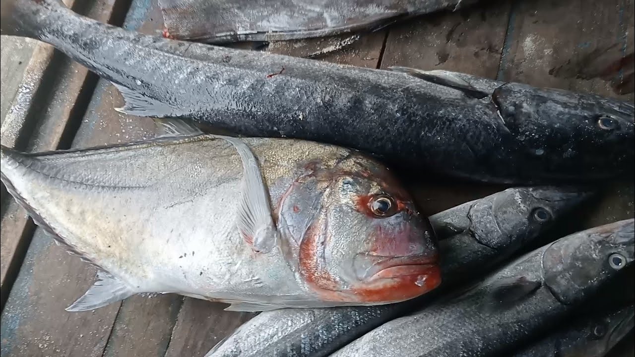 Timbang hasil pancing rawai - YouTube