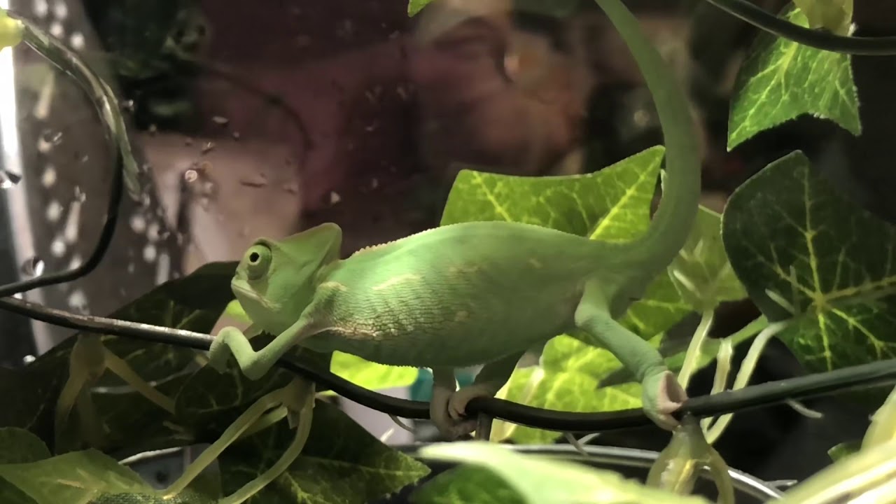 Pony riding chameleon - YouTube