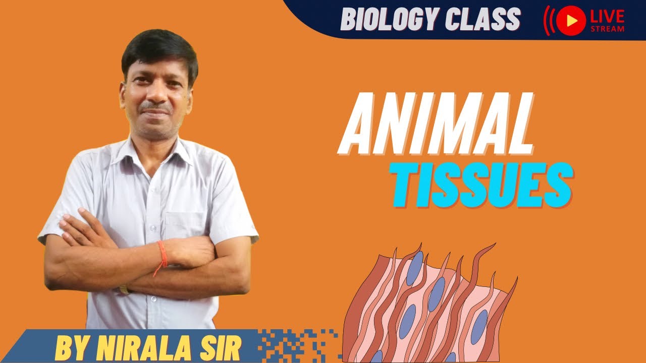 Animal Tissues | Classification of Animal Tissue - YouTube