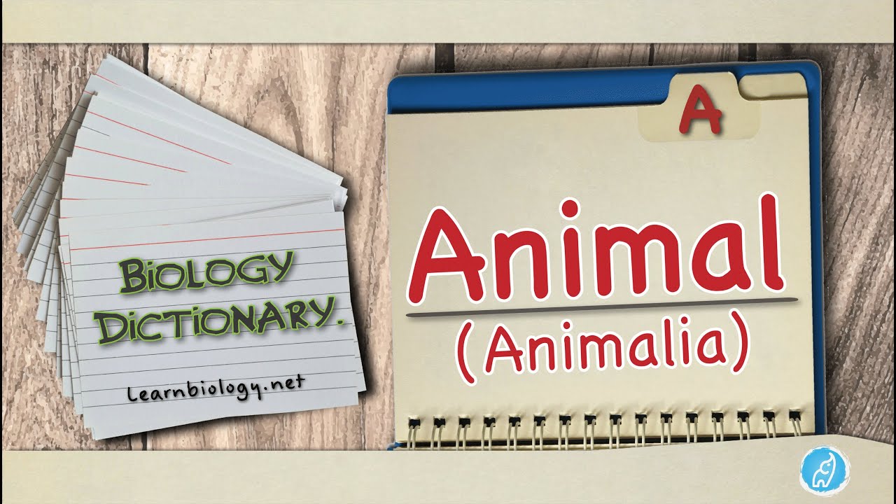 Animal (Animalia) | Biology Dictionary | Spoken Biology Definitions ...