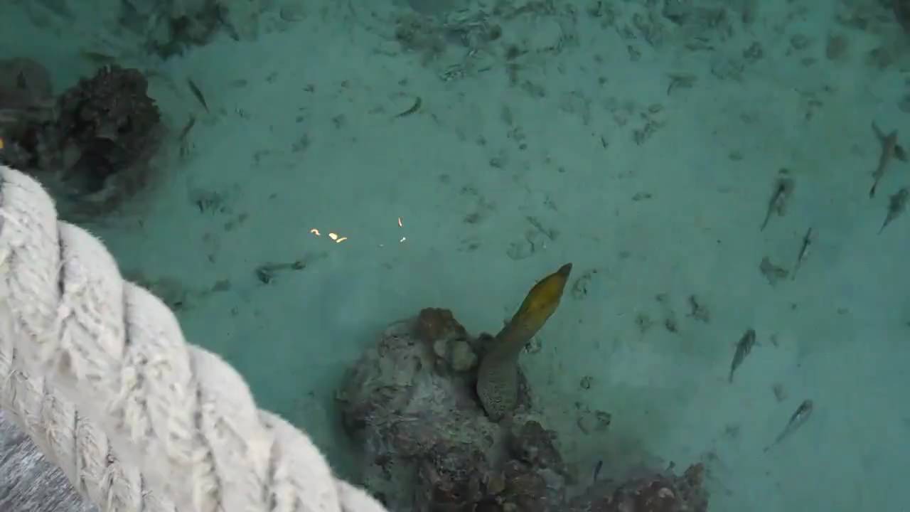 Yellow Margin Moray Eel - feeding time - Moorea - YouTube