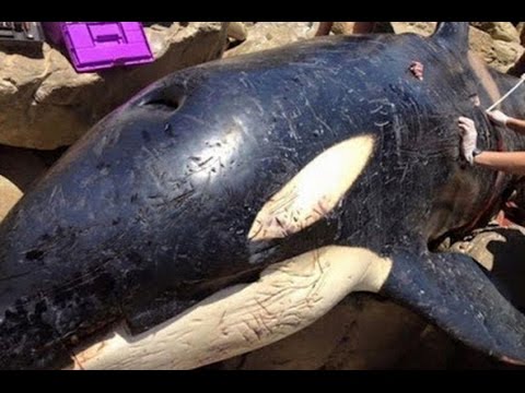 You Won’t Believe What Was Found Inside This Whale’s Stomach When It ...