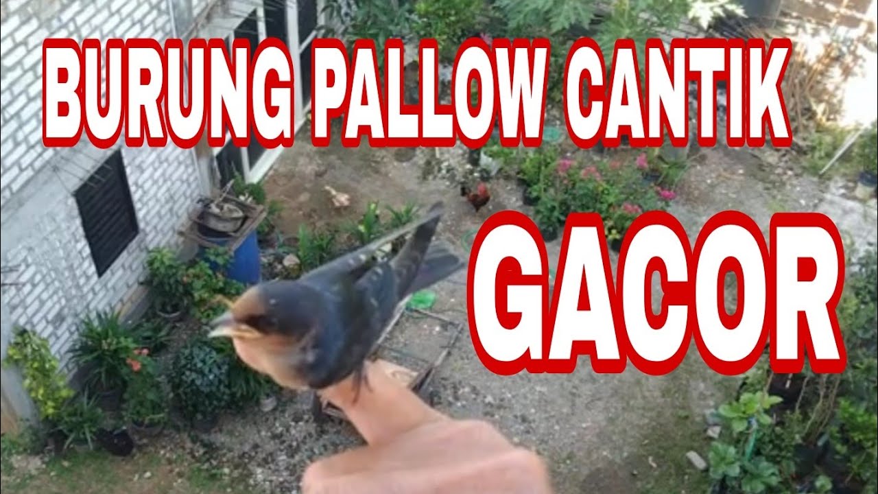 MELATIH BURUNG PALLOW ATAU SRITI - YouTube