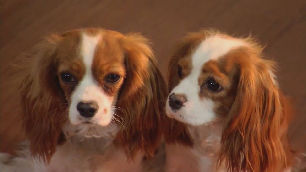 Titanic Branson's Molly and Carter Poop Deck Commercial - YouTube